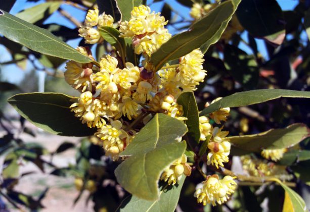 Huile Essentielle de Laurier Noble (Laurus Nobilis) - Huile Essentielle Bio